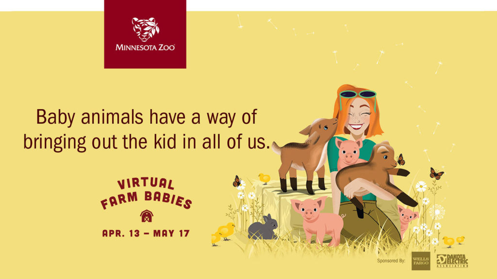 Minnesota Zoo's Farm Babies Goes Virtual for Free - Twin Cities Frugal Mom
