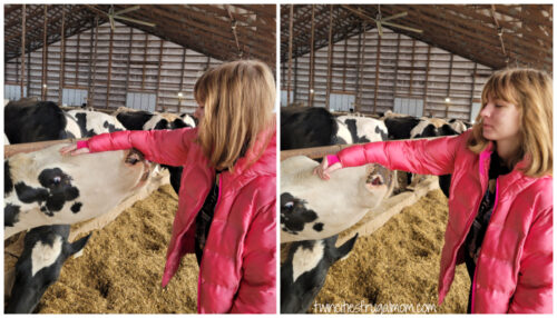 Sleep with the Cows: An Immersive Farming Experience at New Day Dairy ...