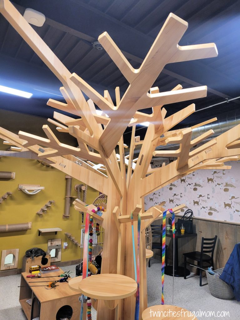 Paws, Purrs, and Perfect Lattes: A Visit to Wired Whisker Cat Café in ...